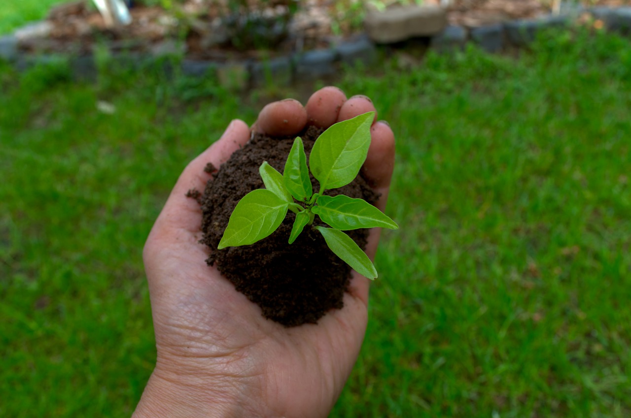 The Mustard Seed of Hope - Positivity Post